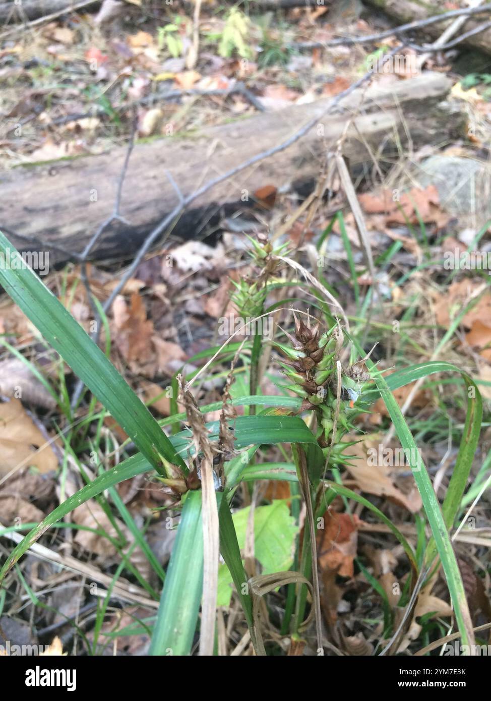 hop sedge (Carex lupulina Stock Photo - Alamy