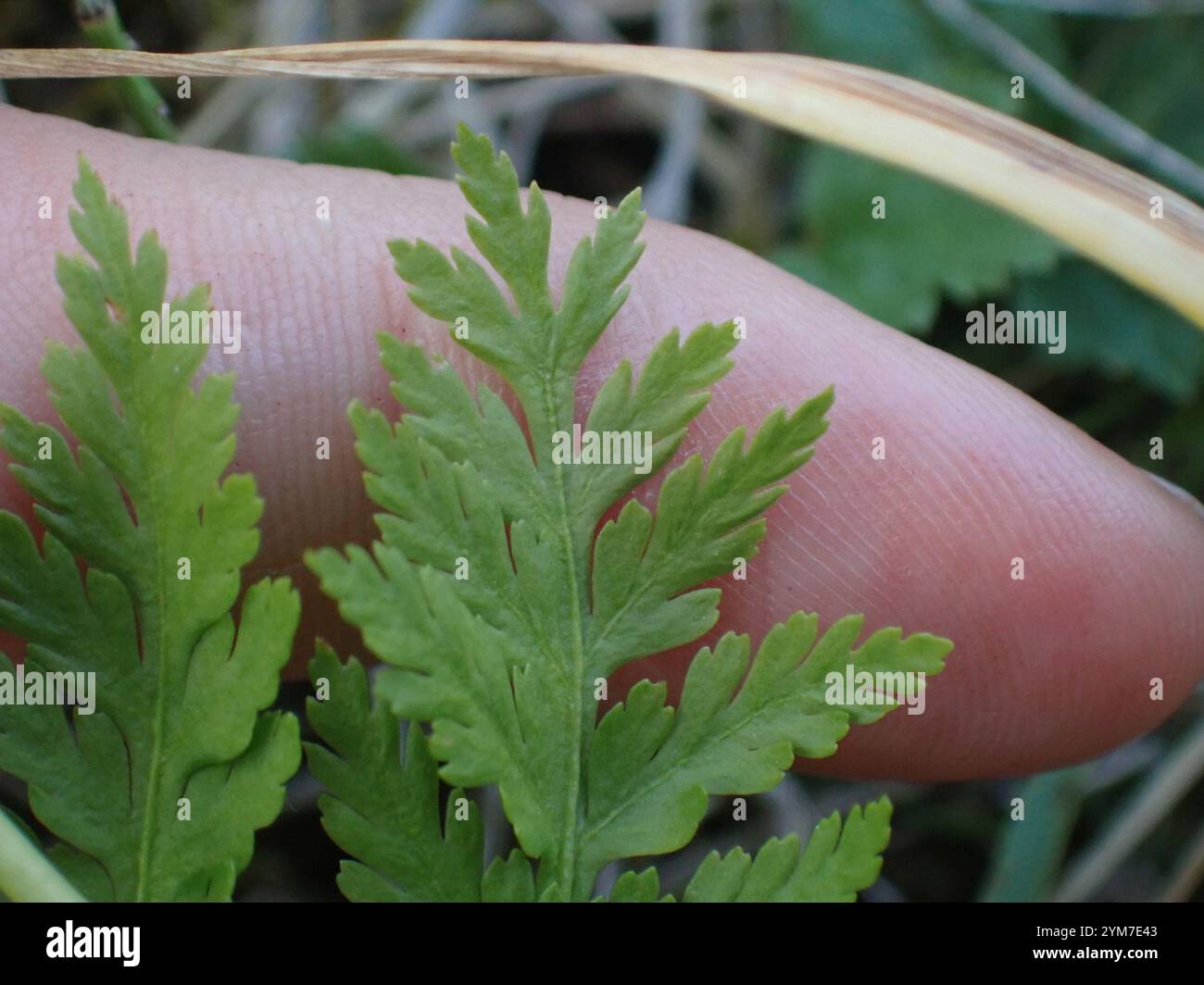rattlesnake fern (Botrypus virginianus Stock Photo - Alamy