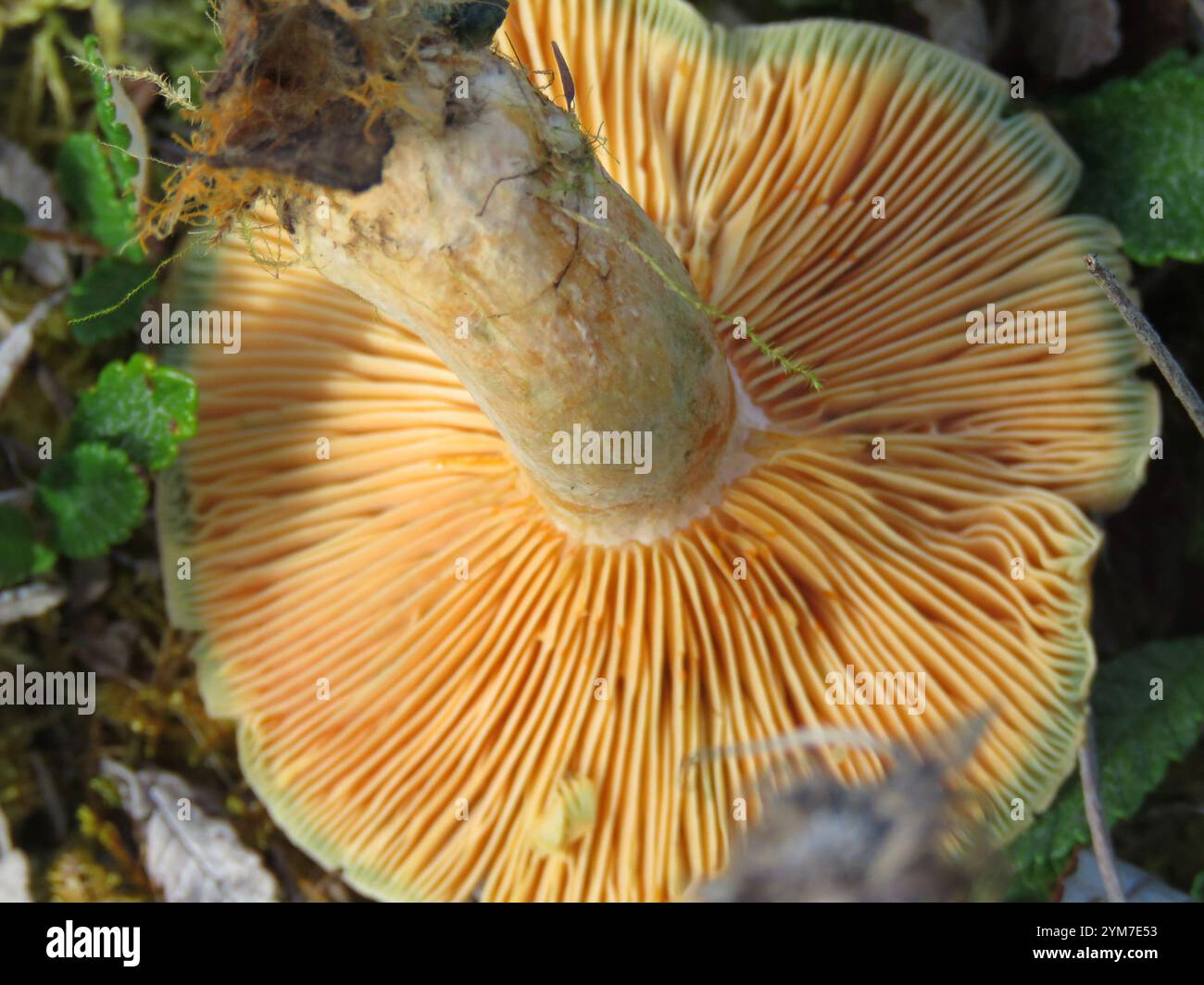 Common Milkcaps (Lactarius Stock Photo - Alamy