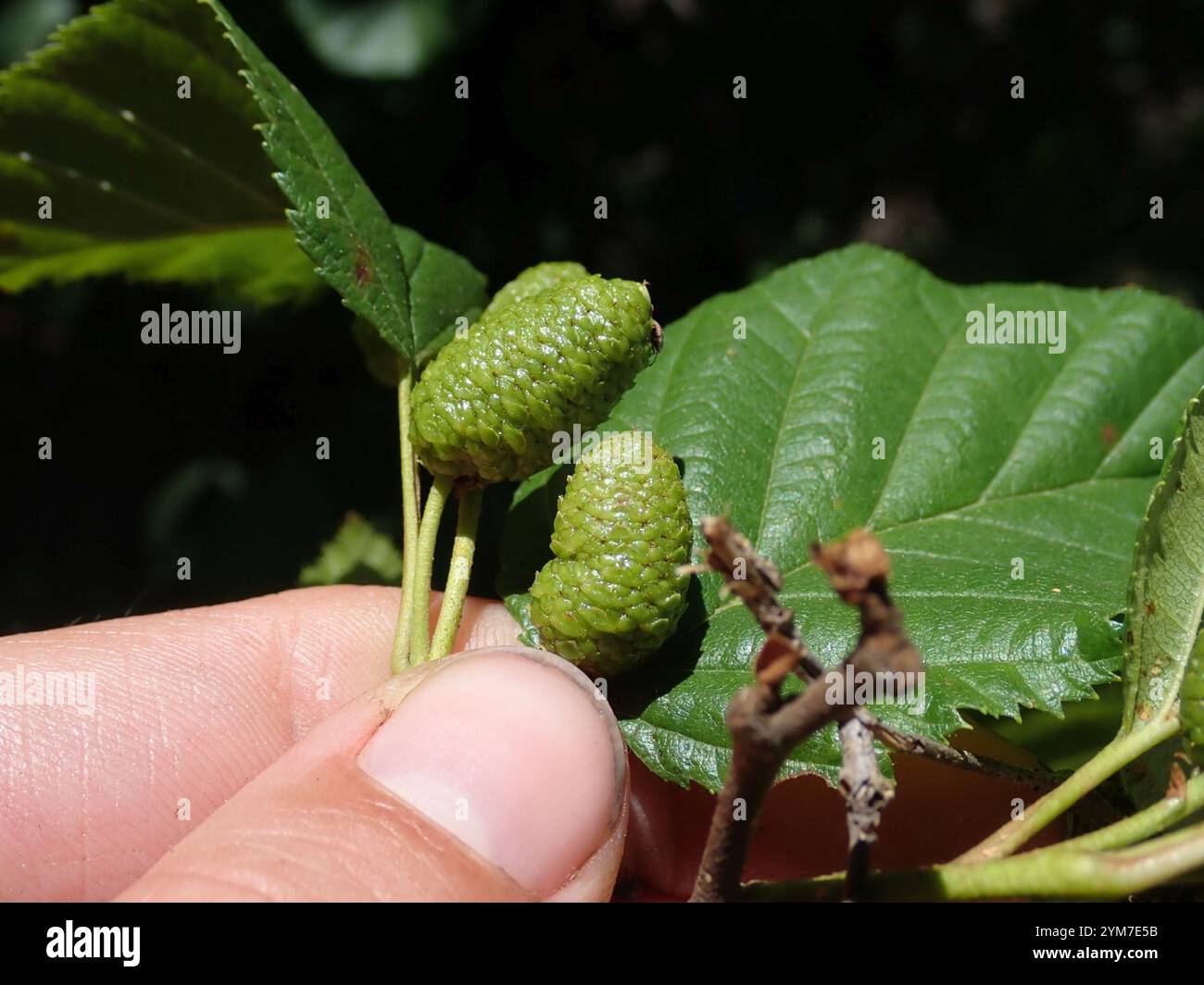 green alder (Alnus alnobetula Stock Photo - Alamy