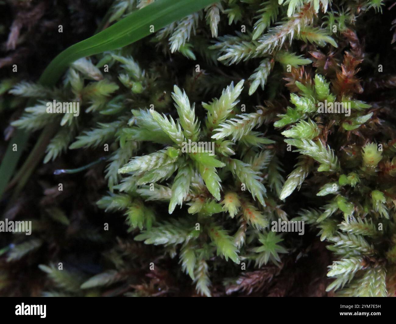 Climacium dendroides climacium dendroides hi-res stock photography and ...