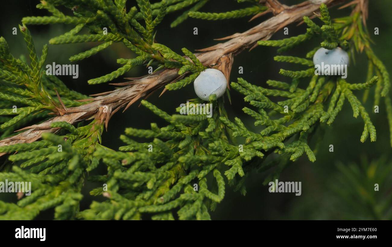 eastern redcedar (Juniperus virginiana Stock Photo - Alamy