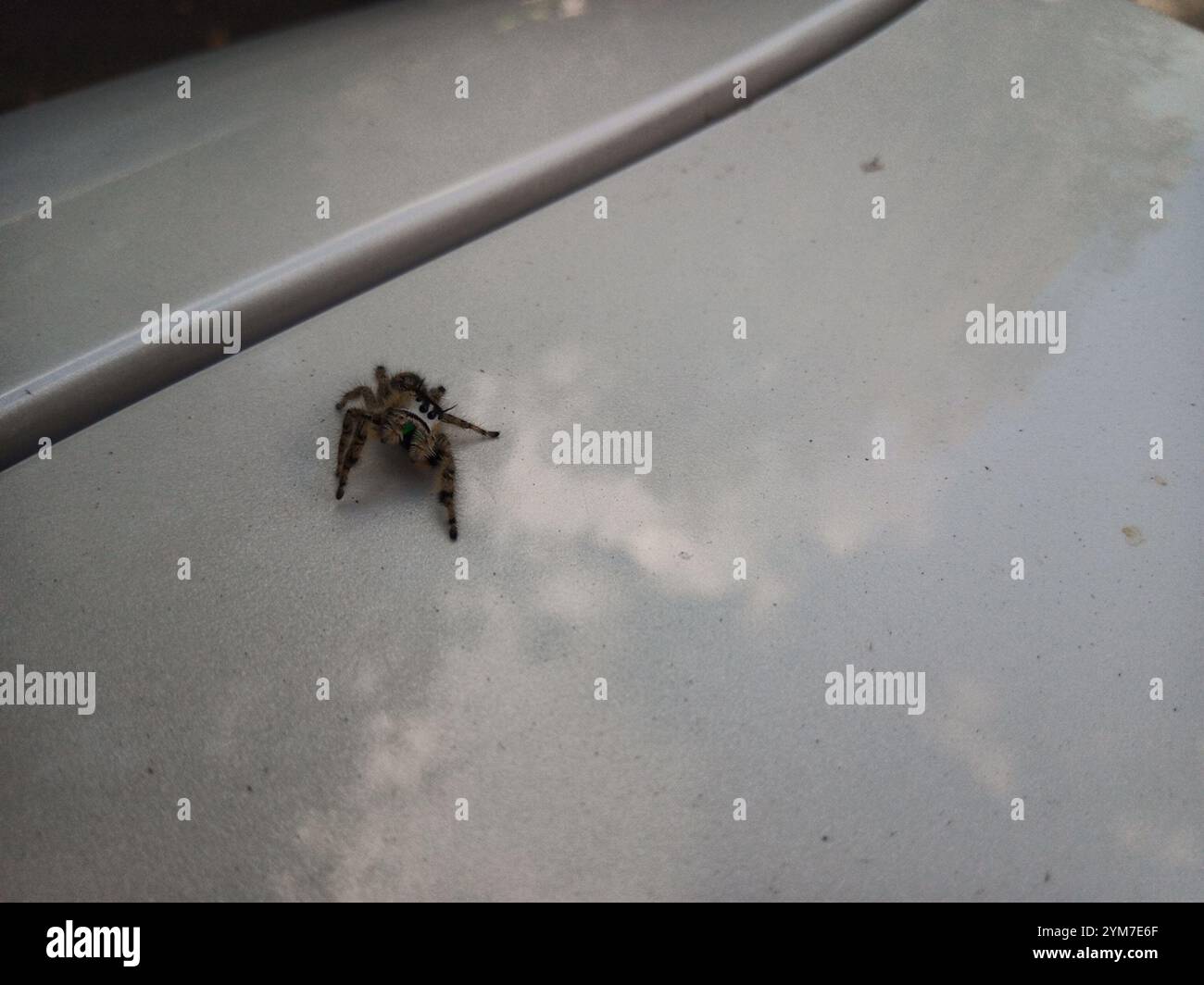 canopy jumping spider (Phidippus otiosus Stock Photo - Alamy