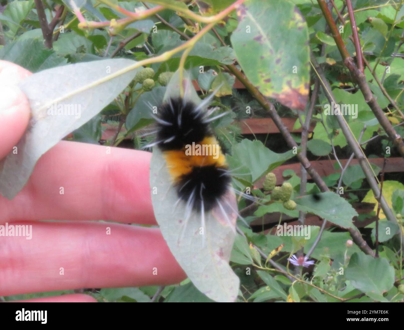 Spotted Tussock Moth (Lophocampa maculata Stock Photo - Alamy