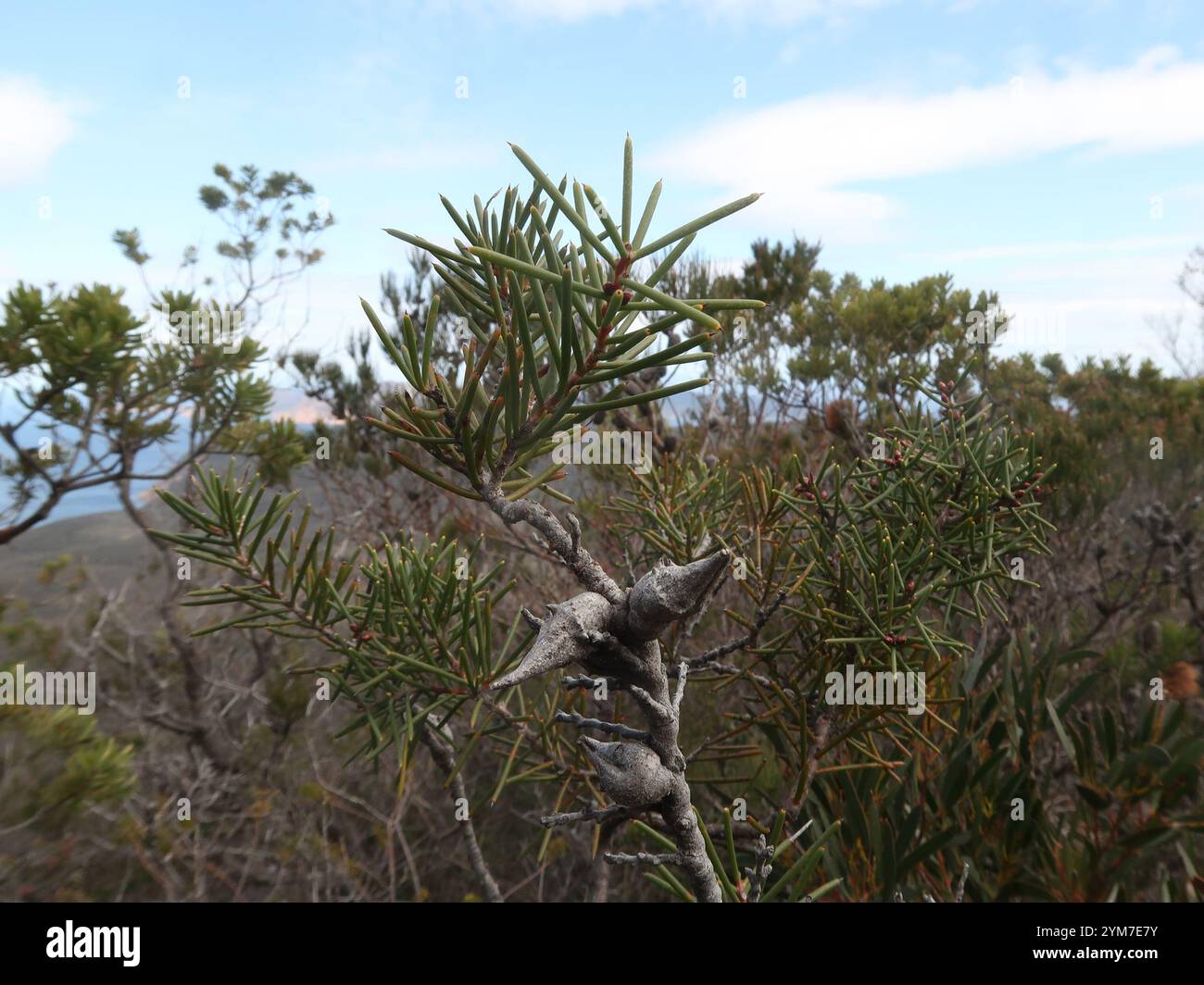Dagger Hakea (Hakea teretifolia Stock Photo - Alamy