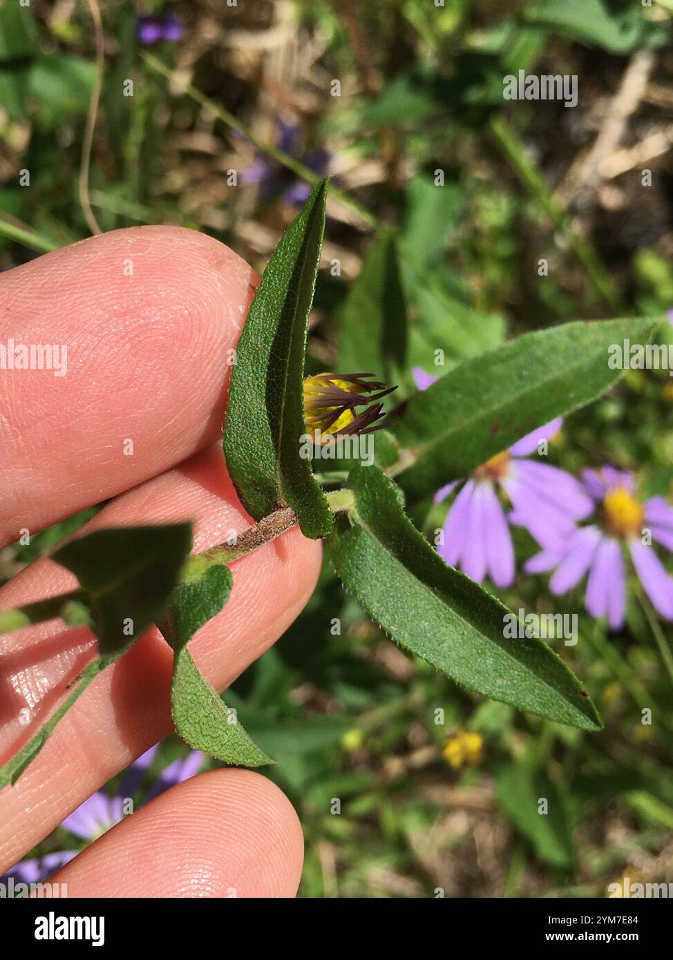 late purple aster (Symphyotrichum patens Stock Photo - Alamy