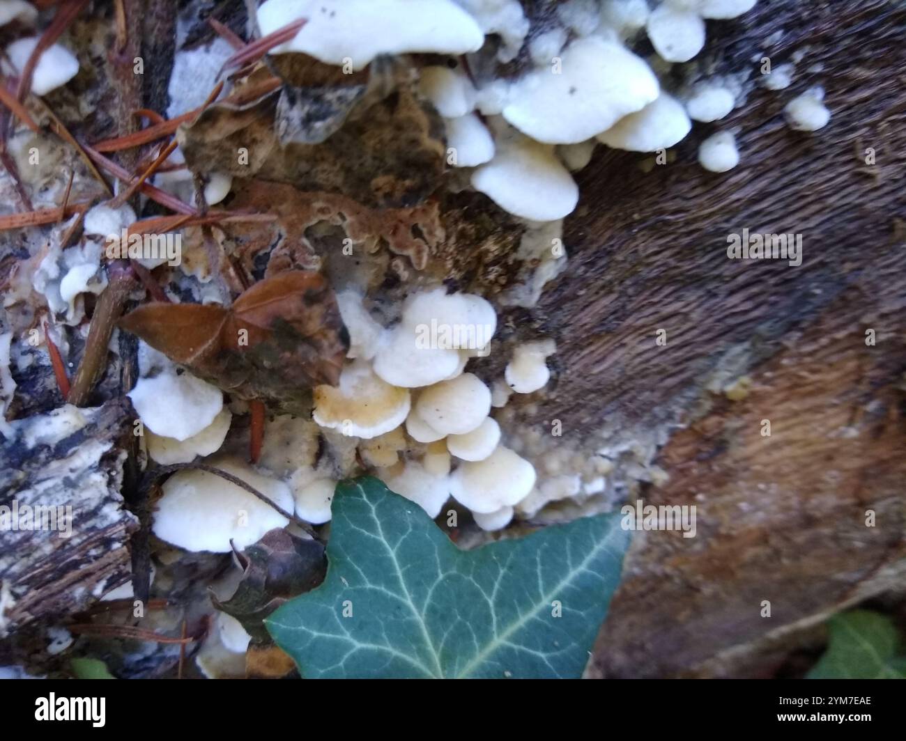shelf fungi (Polyporales Stock Photo - Alamy