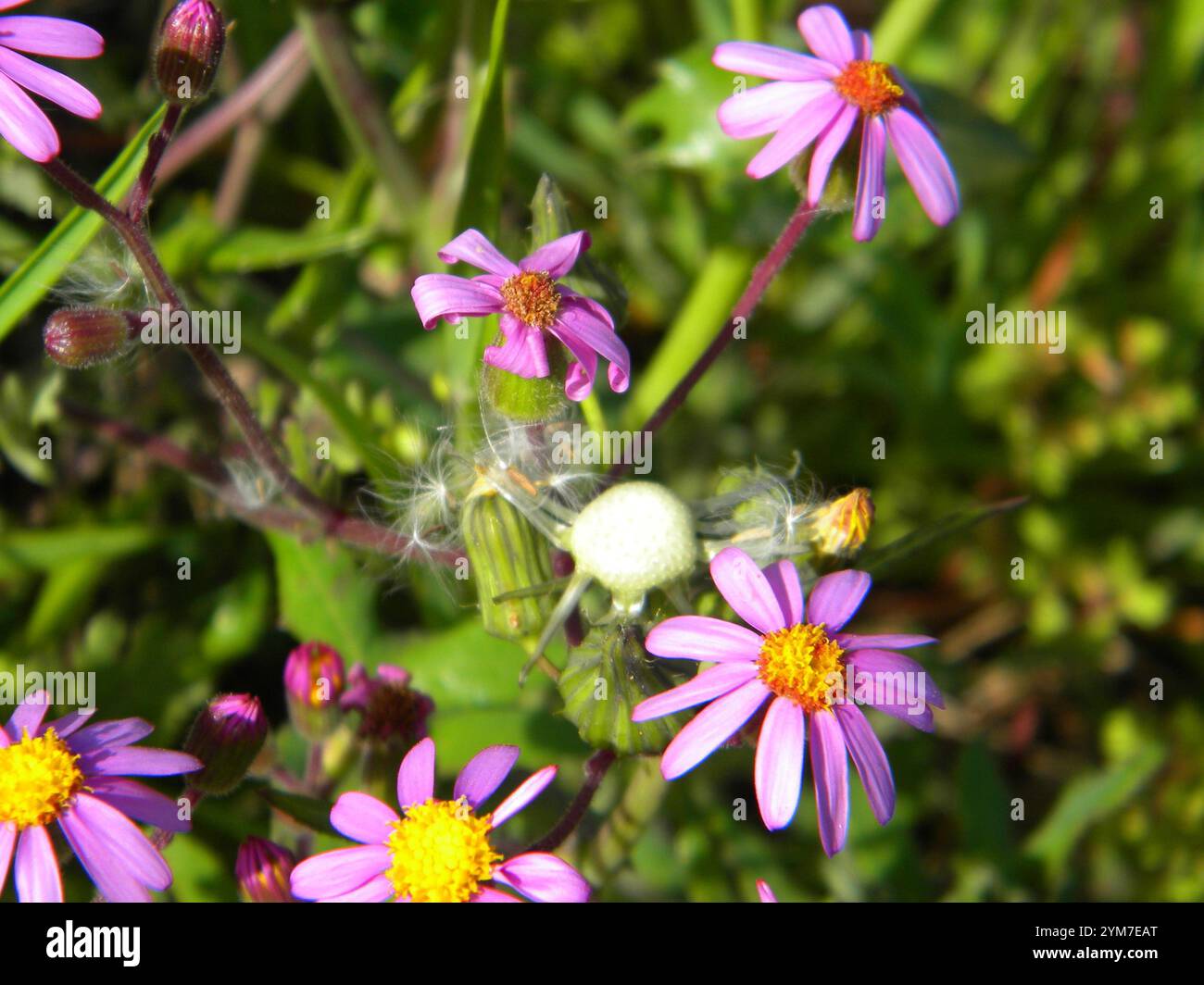 Senecio arenarius hi-res stock photography and images - Alamy