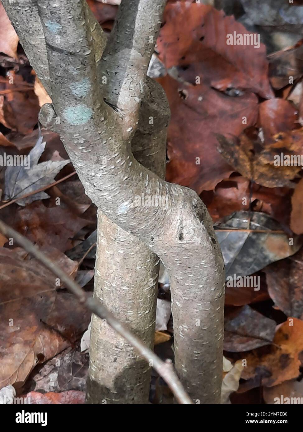 eastern leatherwood (Dirca palustris Stock Photo - Alamy