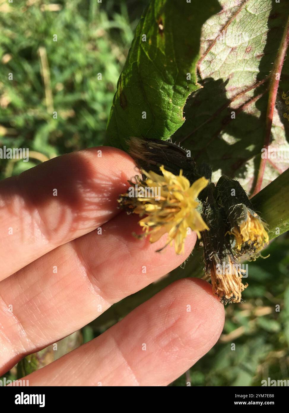 Nabalus crepidineus hi-res stock photography and images - Alamy