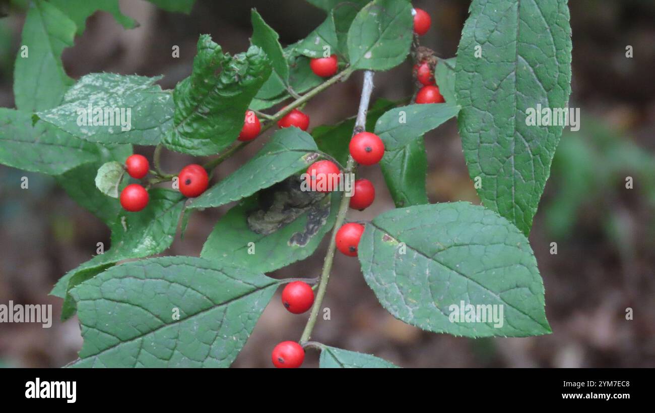 winterberry holly (Ilex verticillata Stock Photo - Alamy