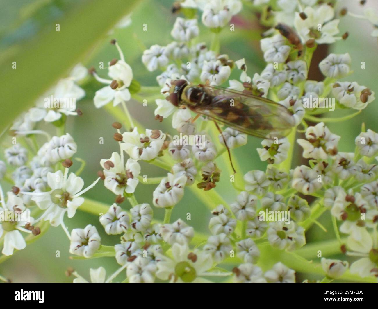 Variable Duskyface Fly (Melanostoma mellinum Stock Photo - Alamy