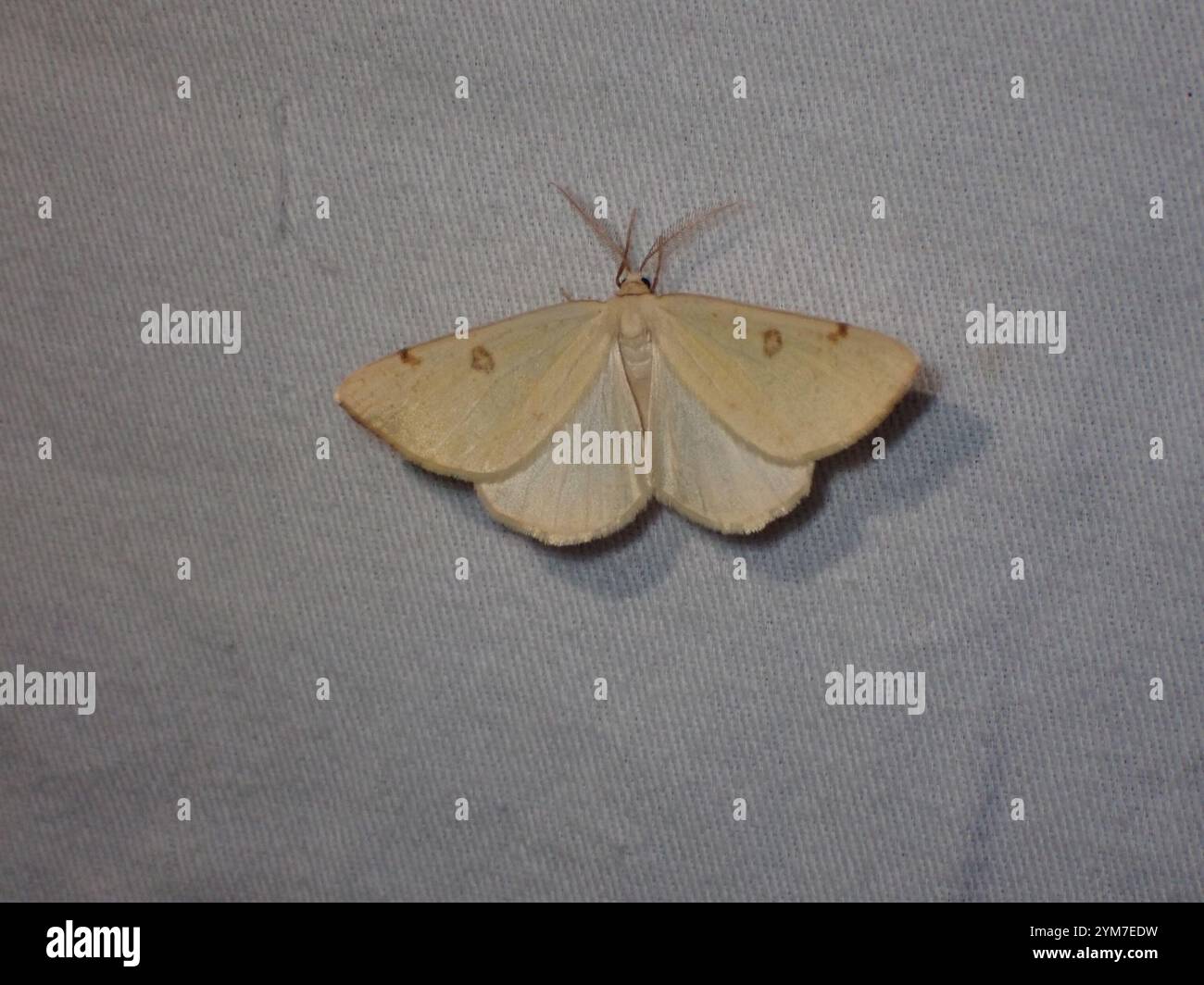 Sulphur Moth (Hesperumia sulphuraria Stock Photo - Alamy