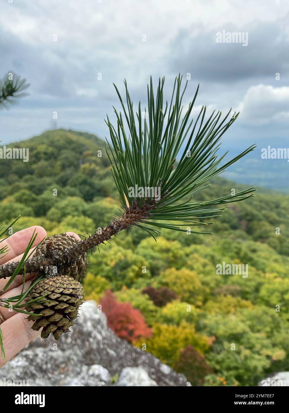 pitch pine (Pinus rigida Stock Photo - Alamy