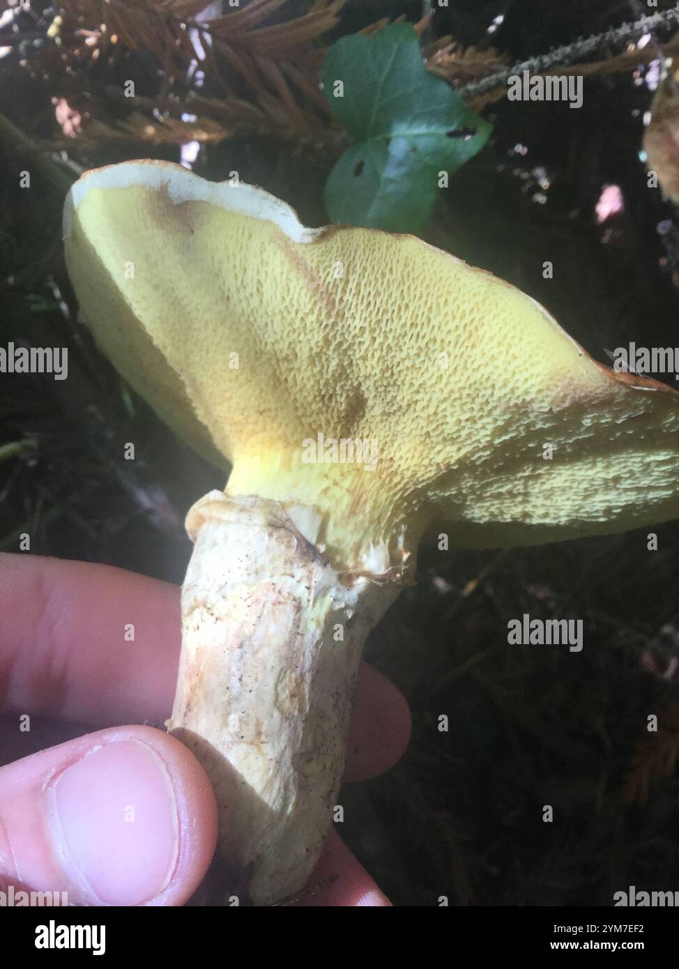 Fat Jack (Suillus caerulescens Stock Photo - Alamy