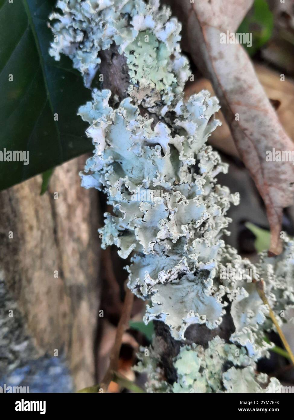 Ruffle Lichens (Parmotrema Stock Photo - Alamy