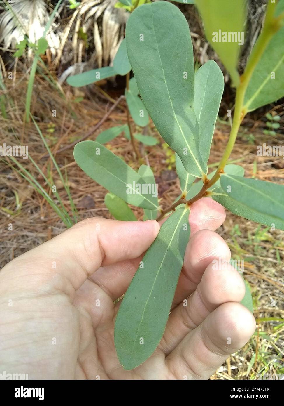 netted pawpaw (Asimina reticulata Stock Photo - Alamy
