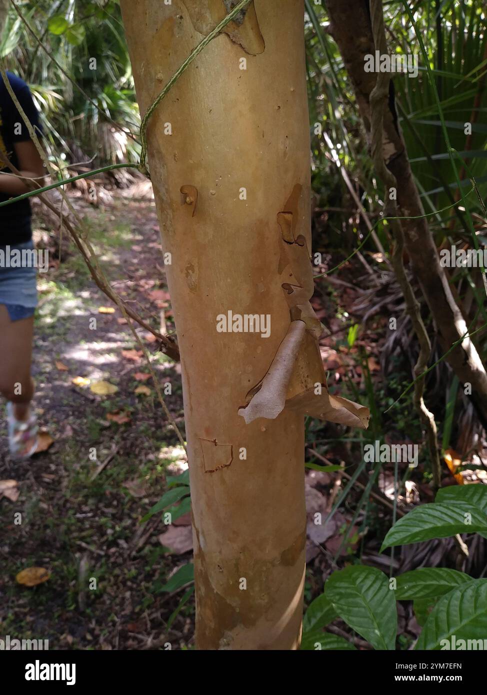 Simpson's Stopper (Myrcianthes fragrans Stock Photo - Alamy