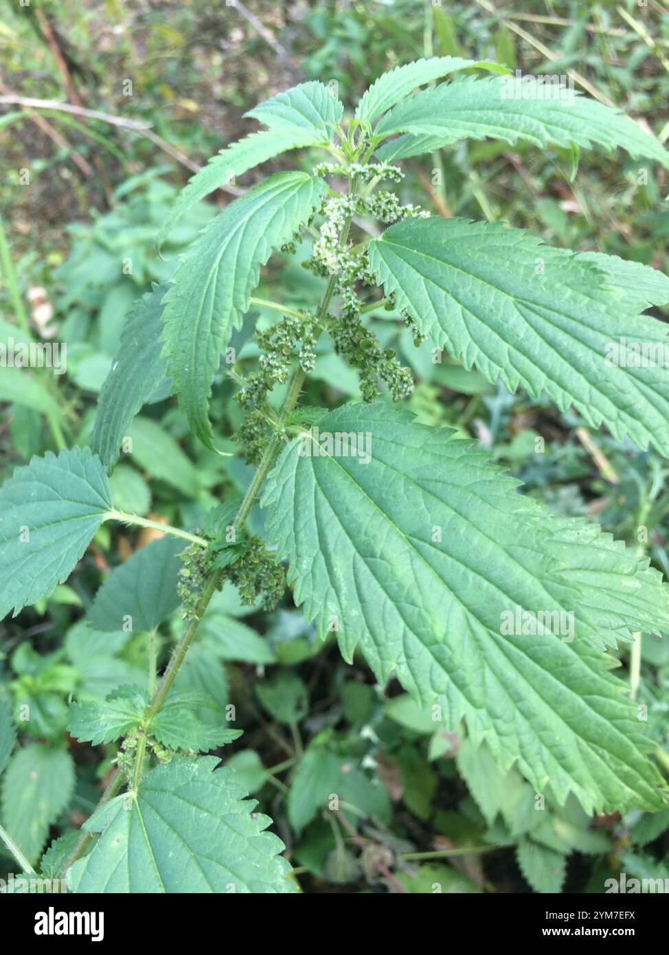 American stinging nettle (Urtica gracilis gracilis Stock Photo - Alamy