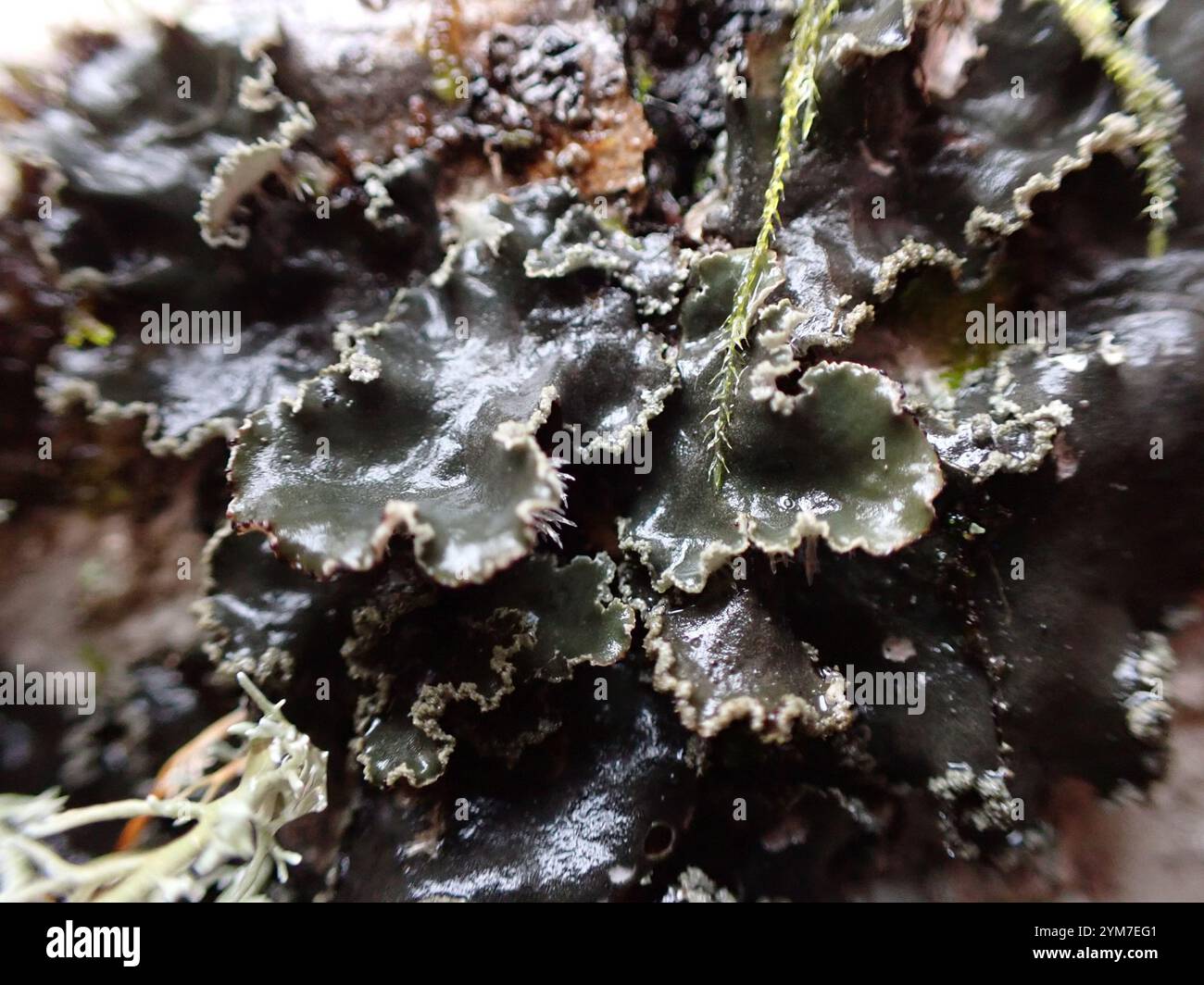 tree pelt lichen (Peltigera collina Stock Photo - Alamy