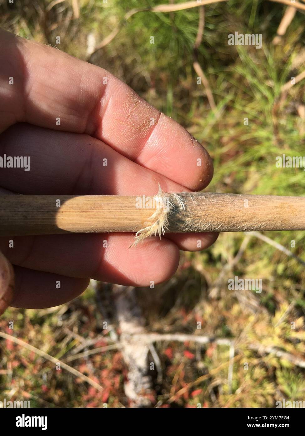 sugarcane plumegrass (Erianthus giganteus Stock Photo - Alamy