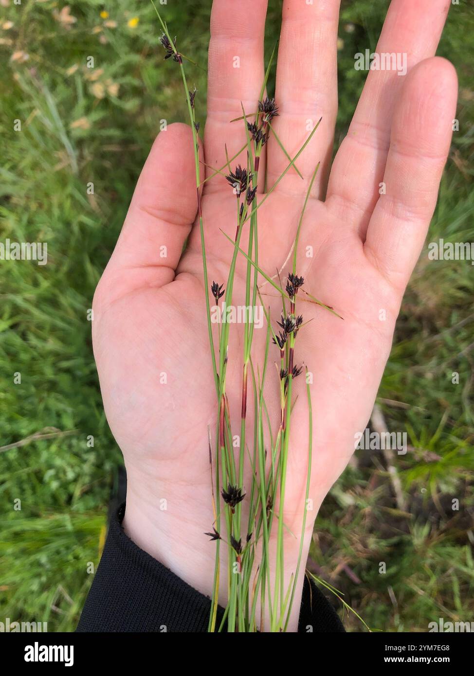 common bog-rush (Schoenus apogon Stock Photo - Alamy