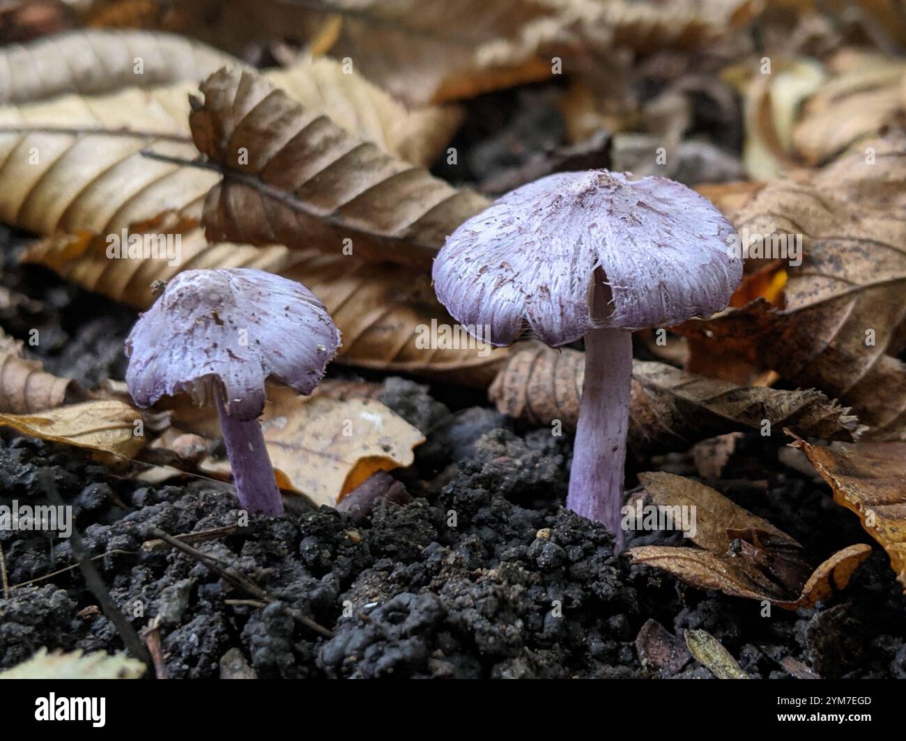 Lilac Fibrecap (Inocybe lilacina Stock Photo - Alamy