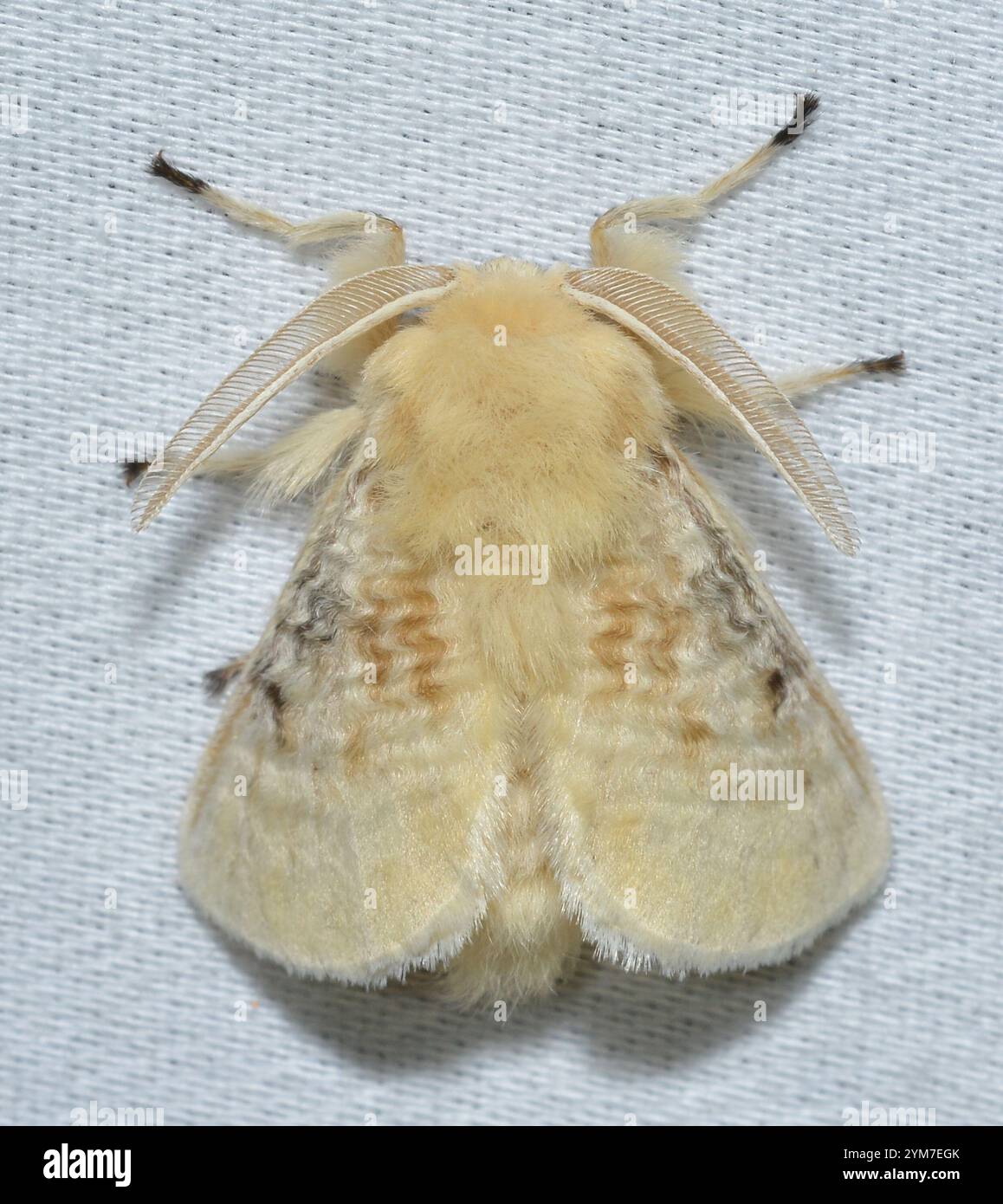 Black-waved Flannel Moth (Megalopyge crispata Stock Photo - Alamy