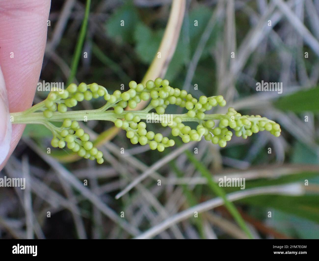 rattlesnake fern (Botrypus virginianus Stock Photo - Alamy
