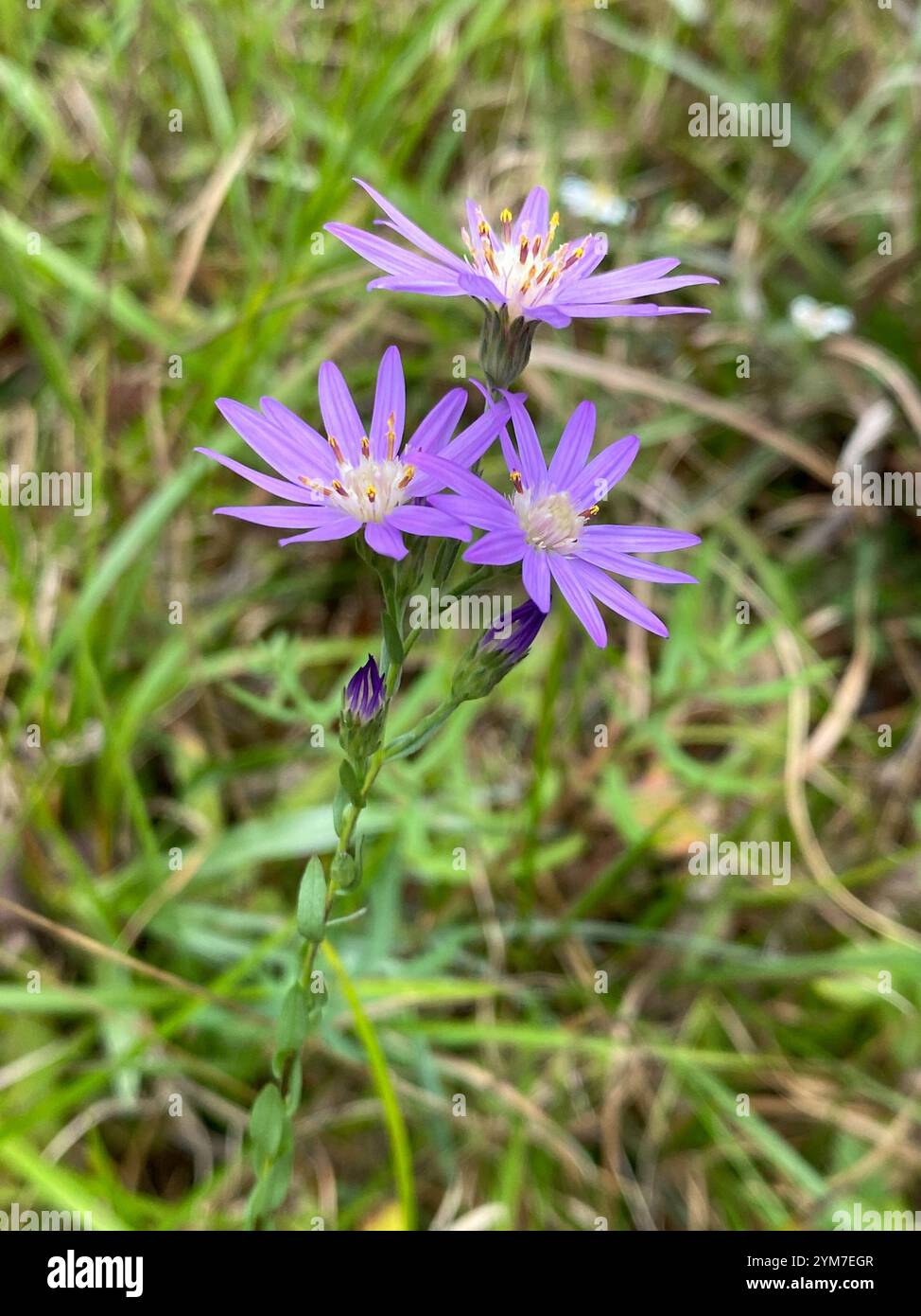 Eastern Silver Aster (Symphyotrichum concolor Stock Photo - Alamy