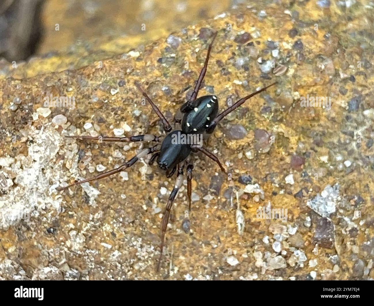 Simple Ant Spider (Pentasteron simplex Stock Photo - Alamy
