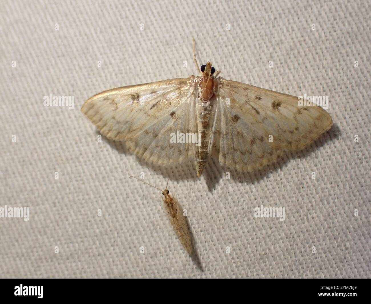 Herpetogramma hi-res stock photography and images - Alamy