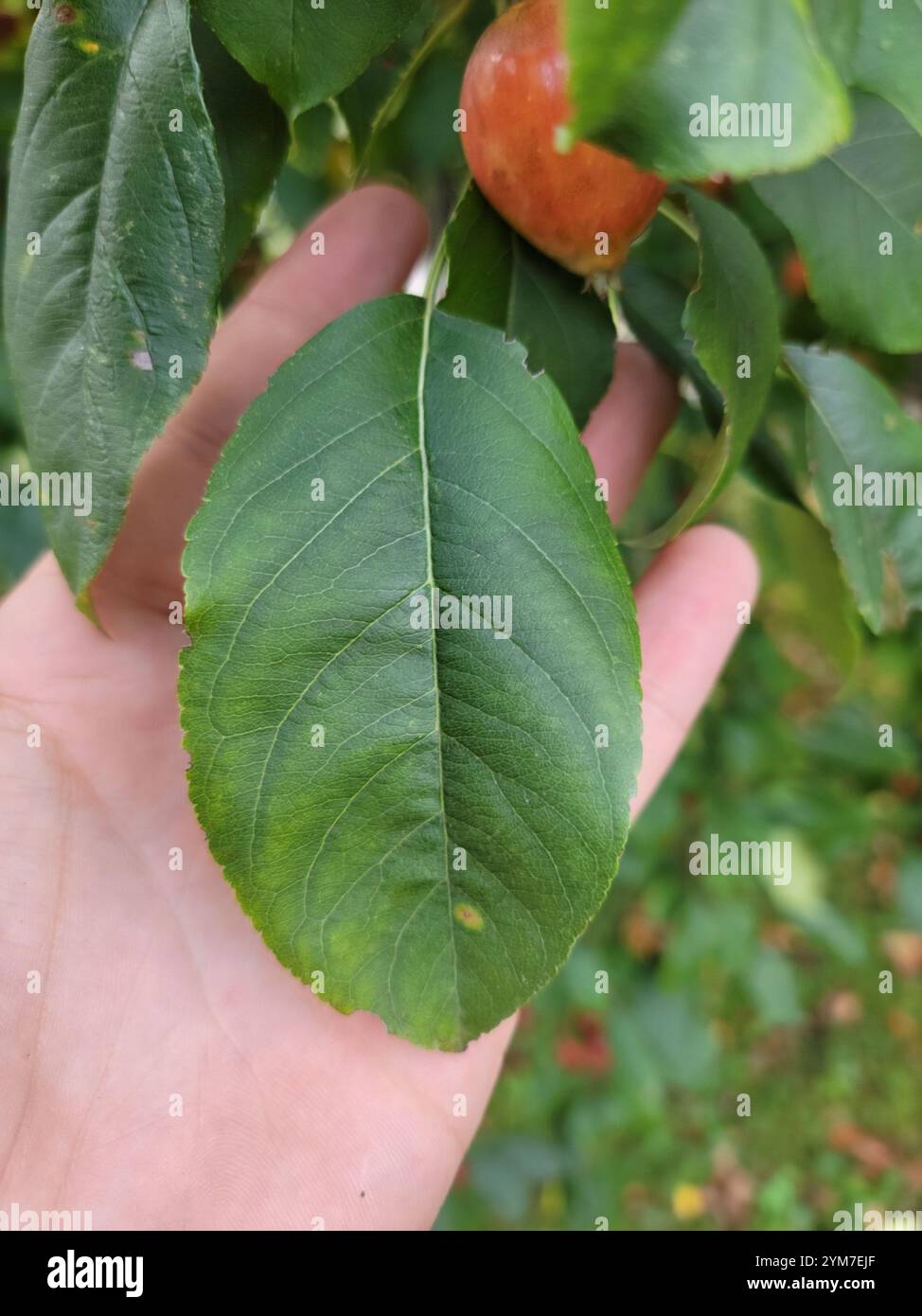 Siberian crabapple (Malus baccata Stock Photo - Alamy