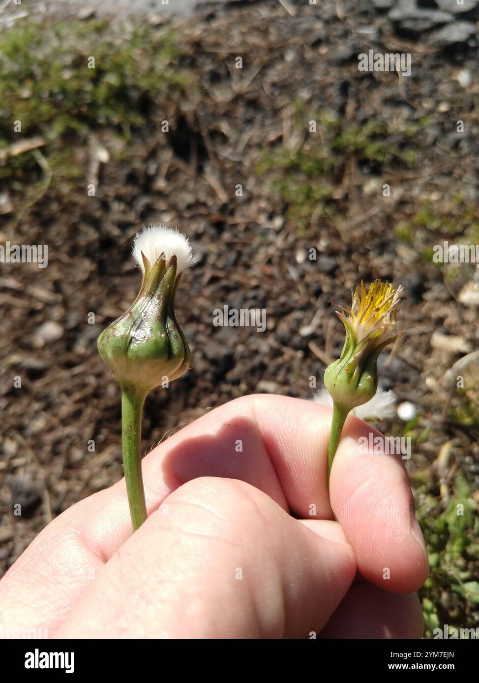 Urospermum picroides hi-res stock photography and images - Alamy