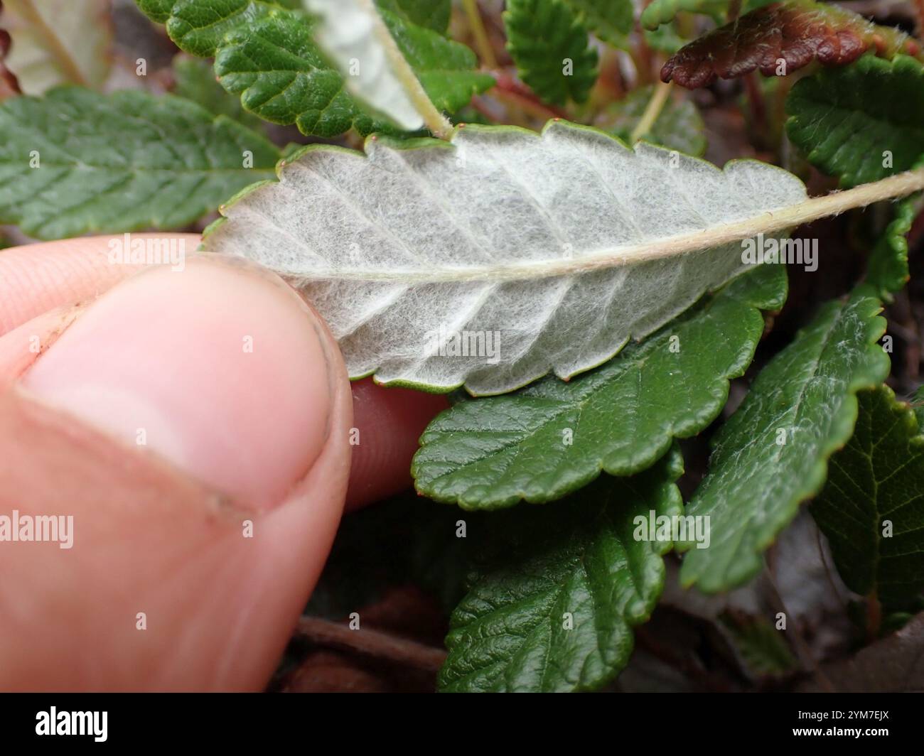 Yellow Mountain-avens (Dryas drummondii Stock Photo - Alamy