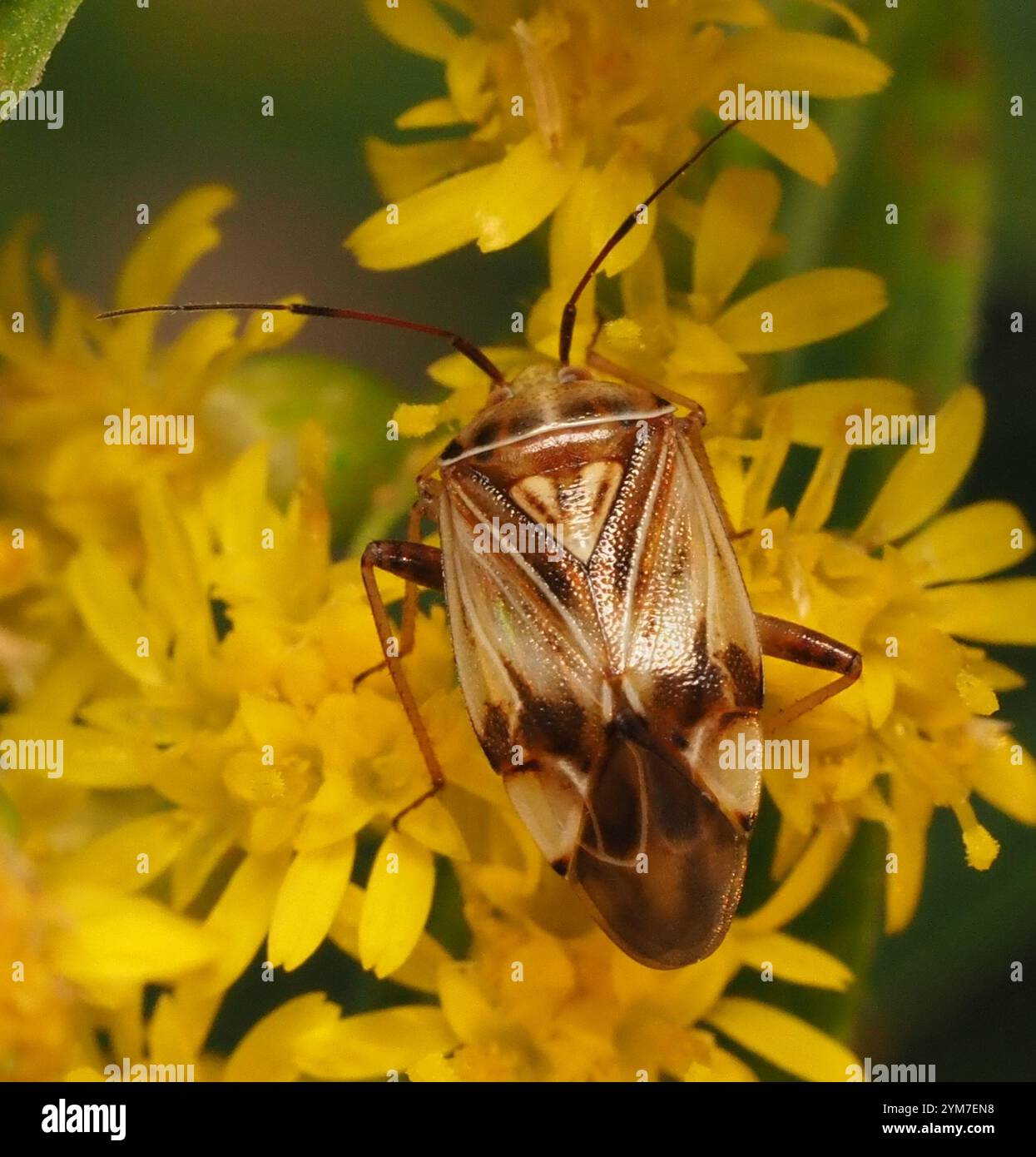 North American Tarnished Plant Bug (Lygus lineolaris Stock Photo - Alamy