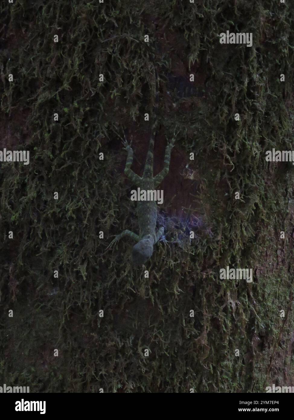 Blue-lipped Tree Lizard (Plica umbra Stock Photo - Alamy