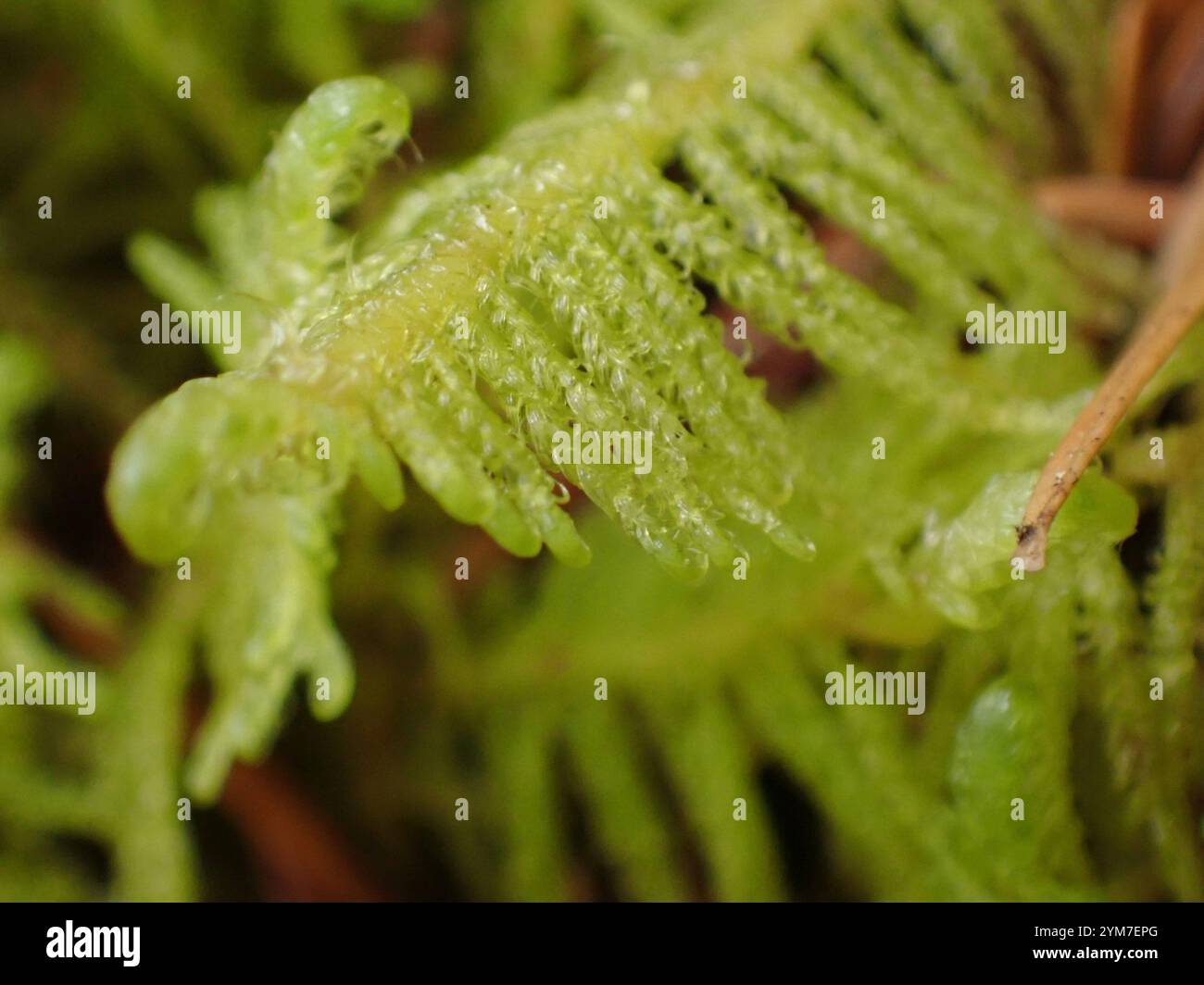 Ostrich-plume Moss (Ptilium crista-castrensis Stock Photo - Alamy