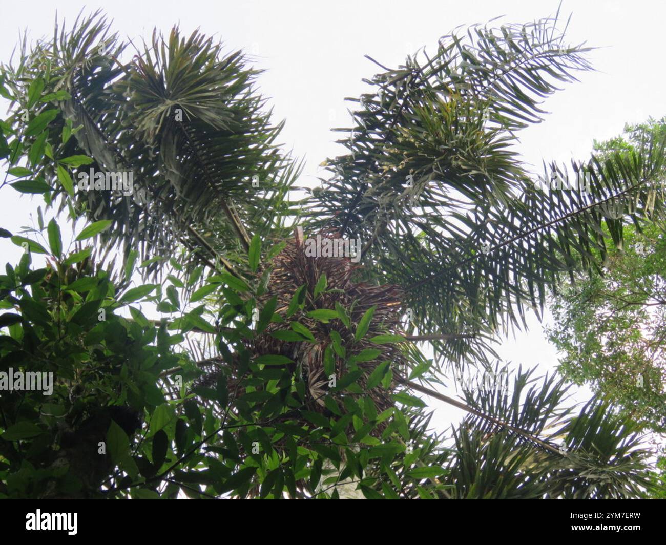 Queen palm (Syagrus romanzoffiana Stock Photo - Alamy