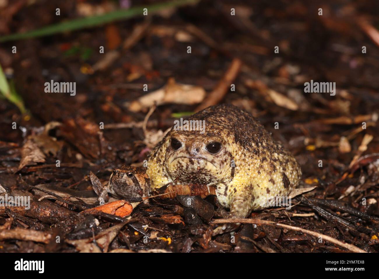 Giant Rain Frog (Breviceps gibbosus Stock Photo - Alamy