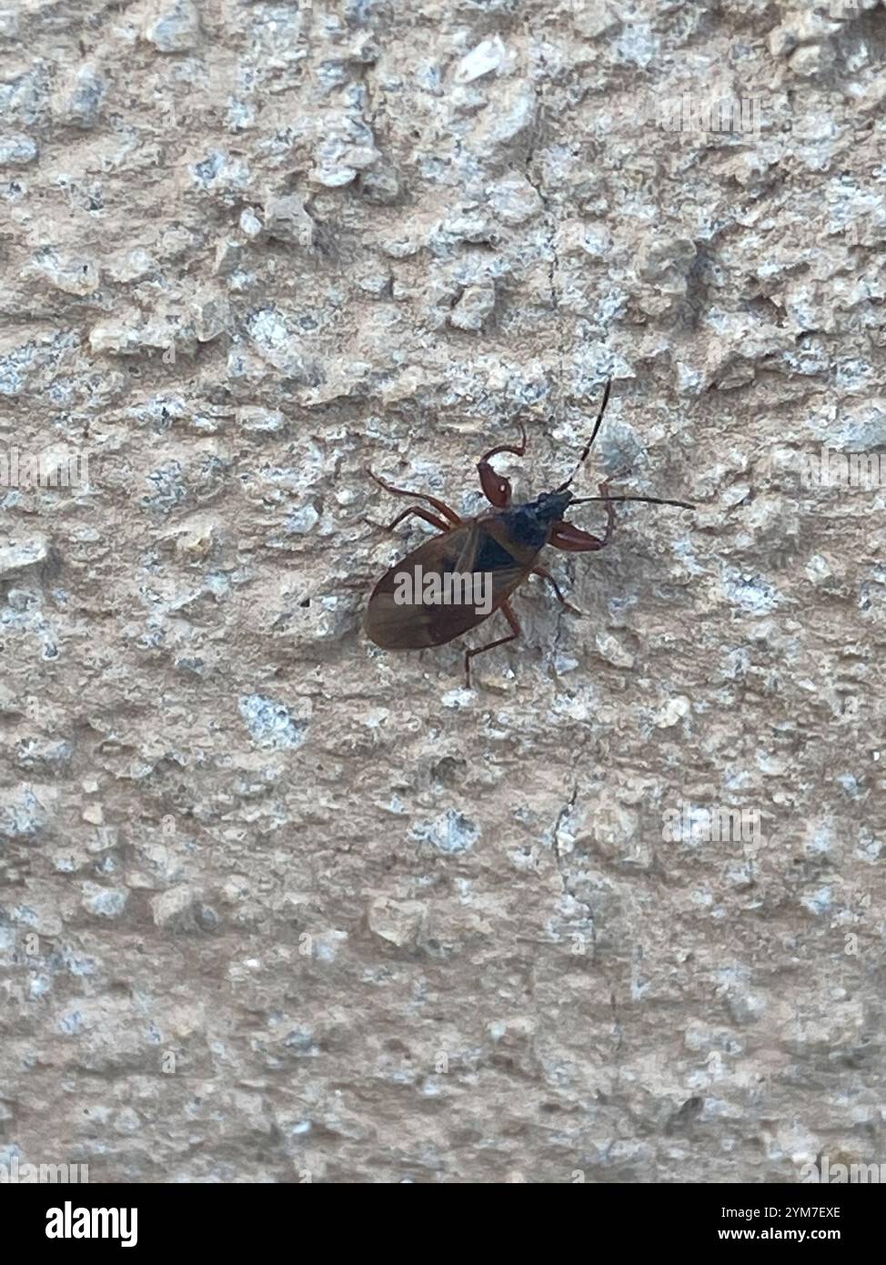 Spruce Cone Bug (Gastrodes abietum Stock Photo - Alamy