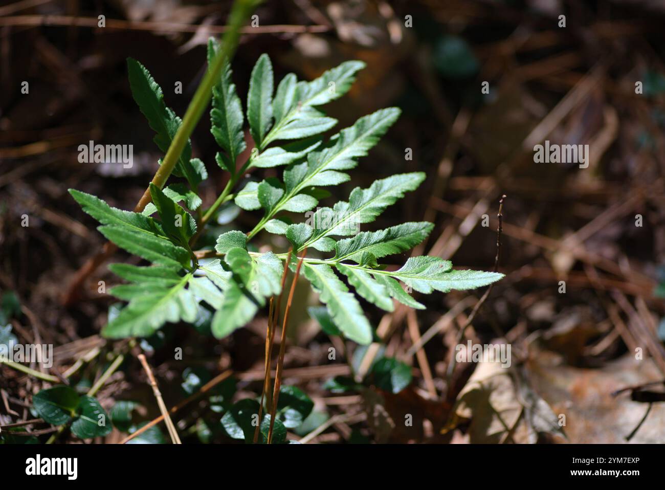 Cutleaf Grapefern (Sceptridium dissectum Stock Photo - Alamy
