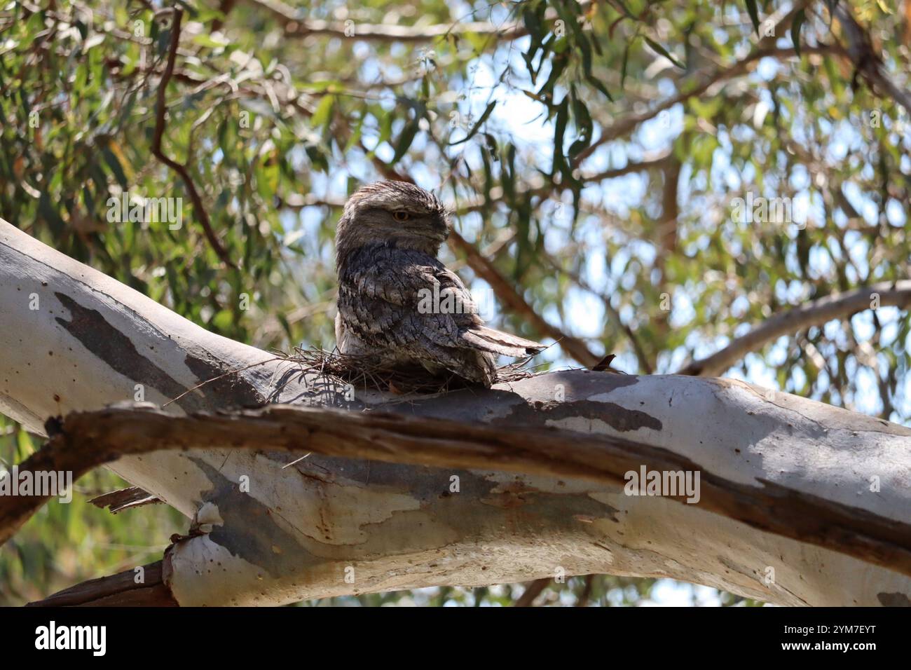 Tawny Frogmouth (Podargus strigoides Stock Photo - Alamy