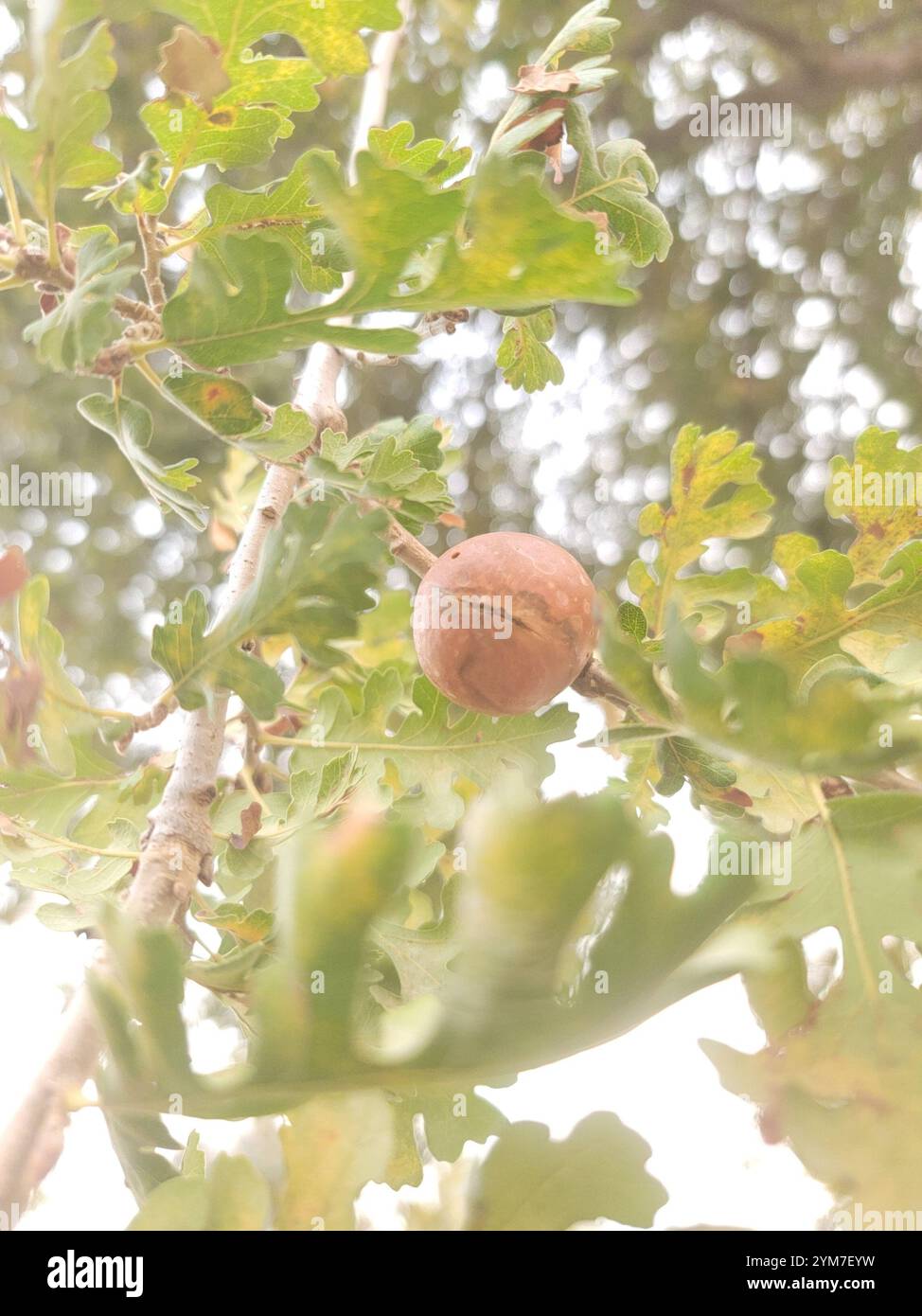 California Gall Wasp (Andricus quercuscalifornicus Stock Photo - Alamy