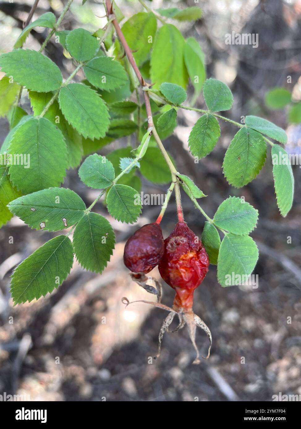 California Wild Rose (Rosa californica Stock Photo - Alamy
