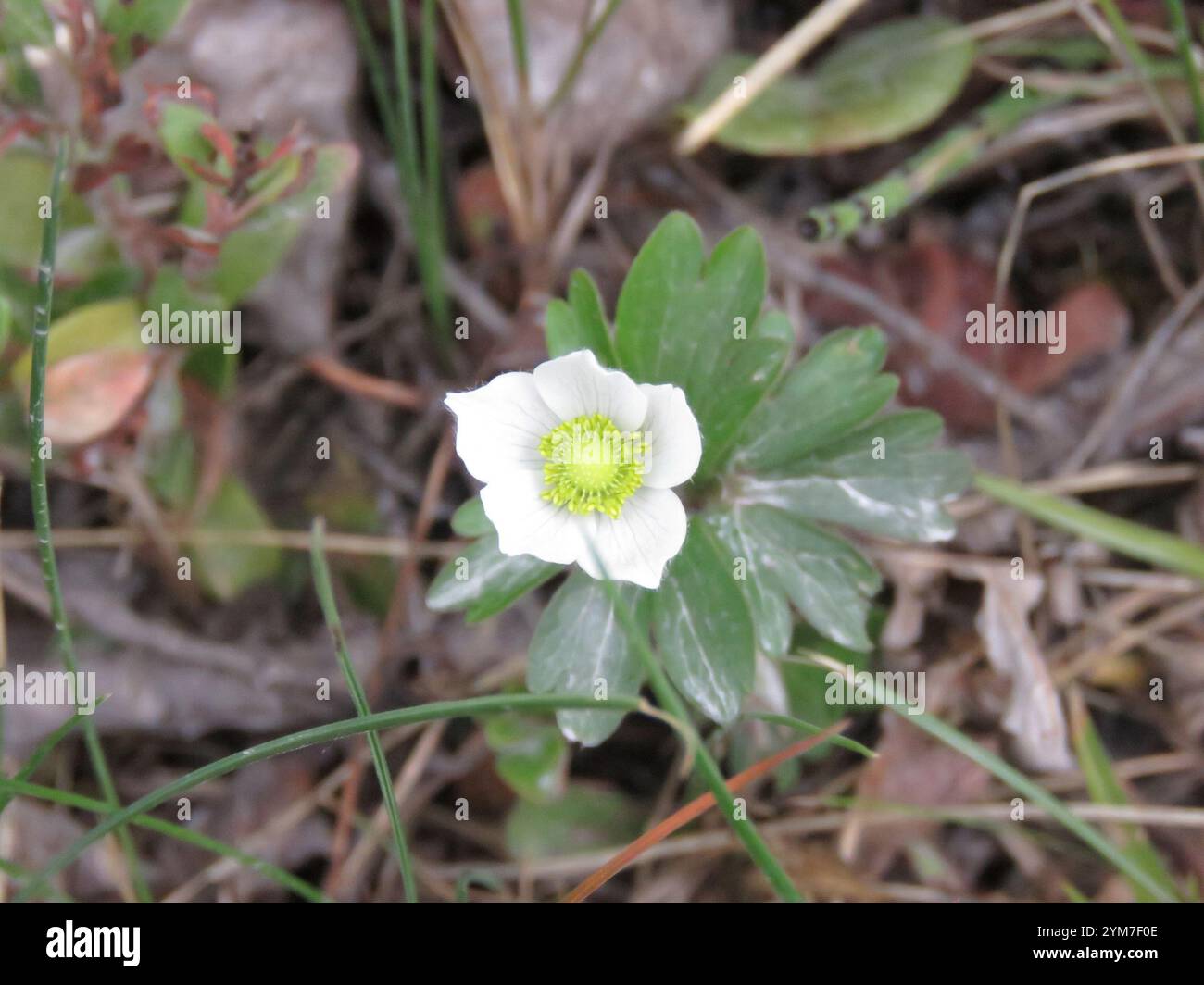 Small-flower Anemone (Anemone parviflora Stock Photo - Alamy