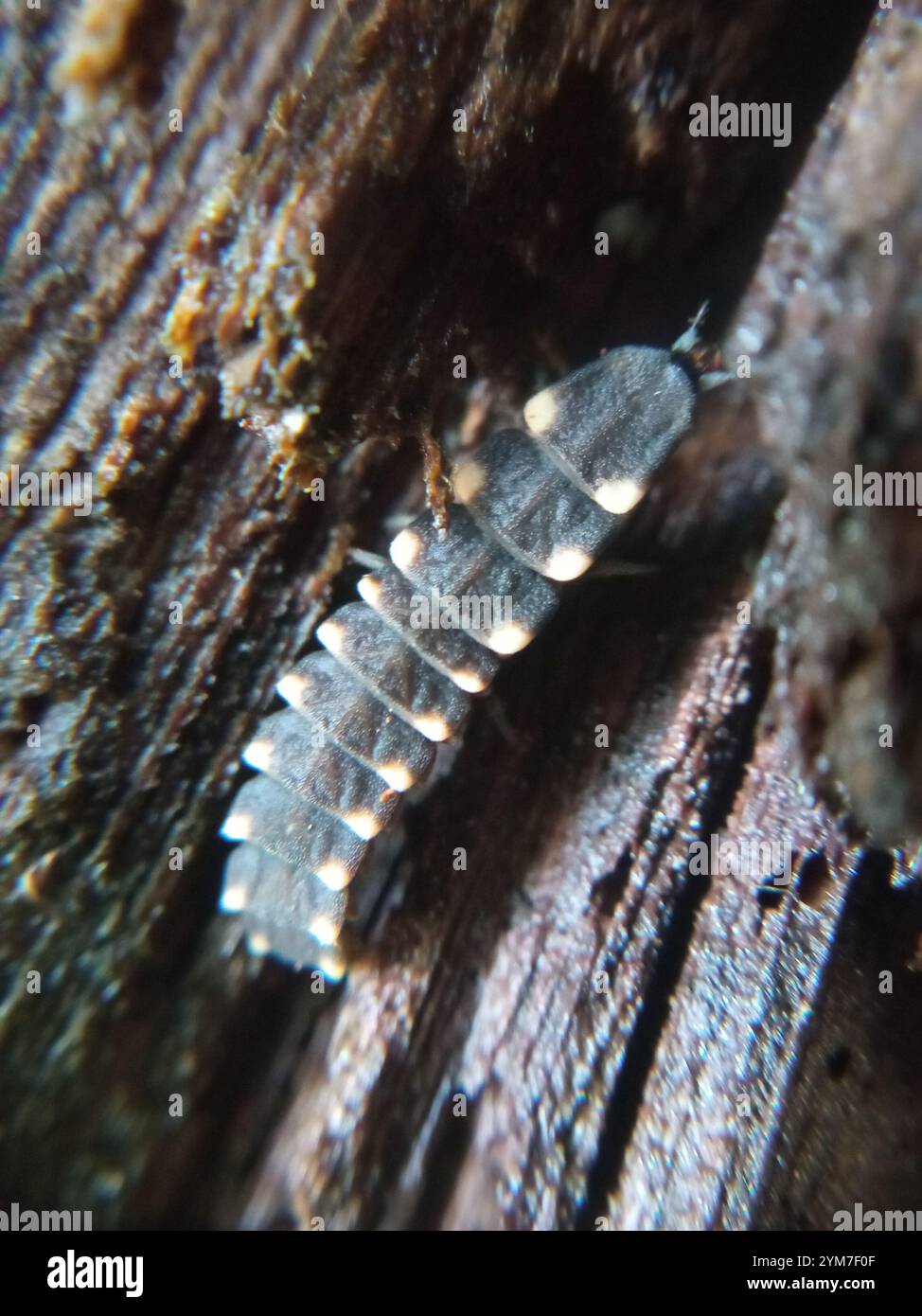 European Glow-worm (Lampyris noctiluca Stock Photo - Alamy