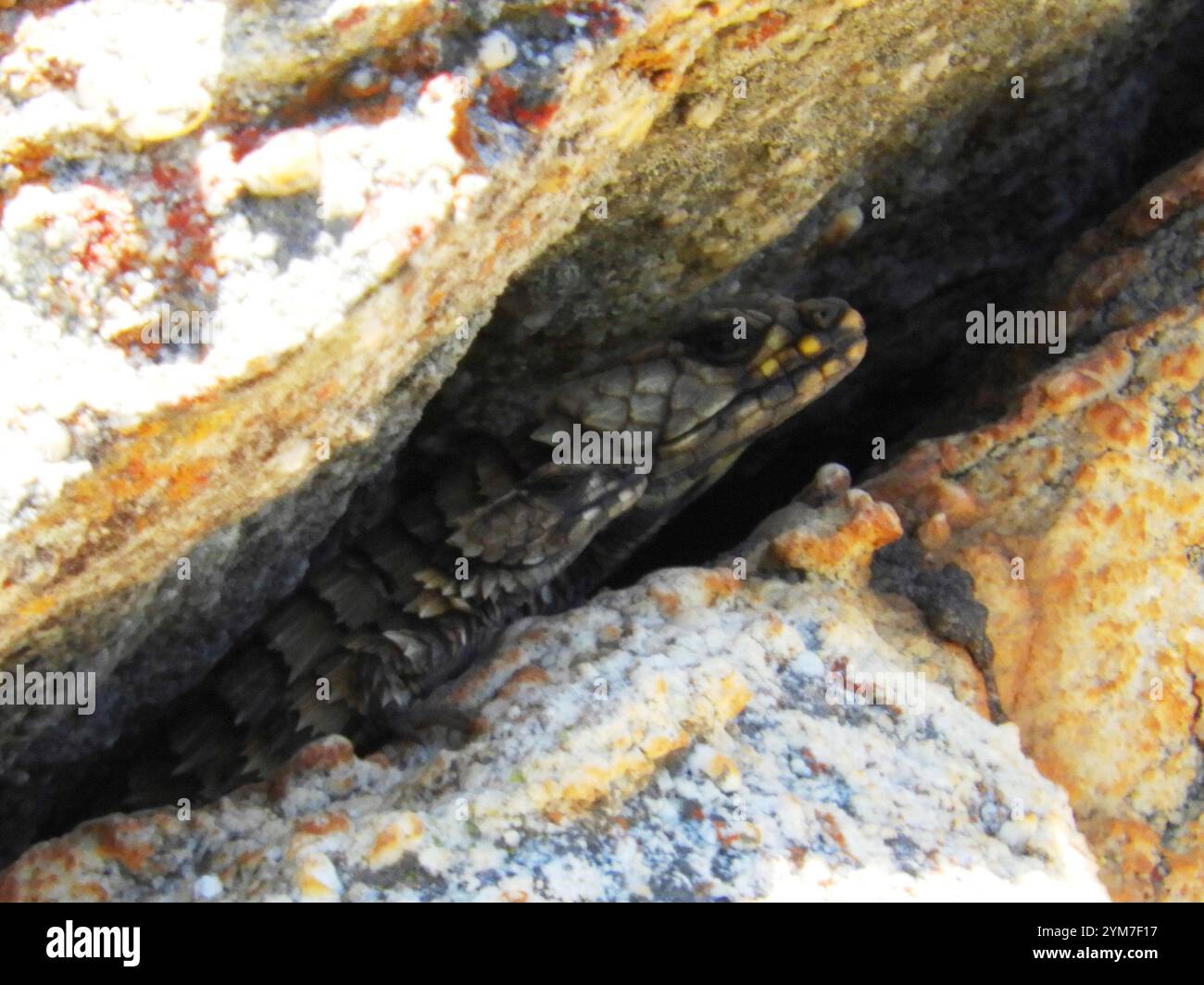 Armadillo Girdled Lizard (Ouroborus cataphractus Stock Photo - Alamy