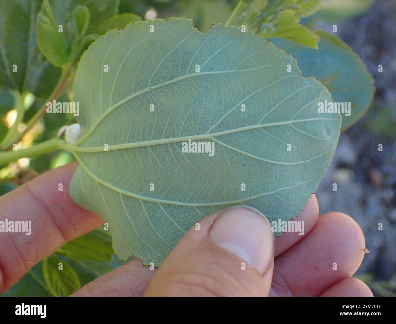 Snowbrush Ceanothus (Ceanothus velutinus Stock Photo - Alamy