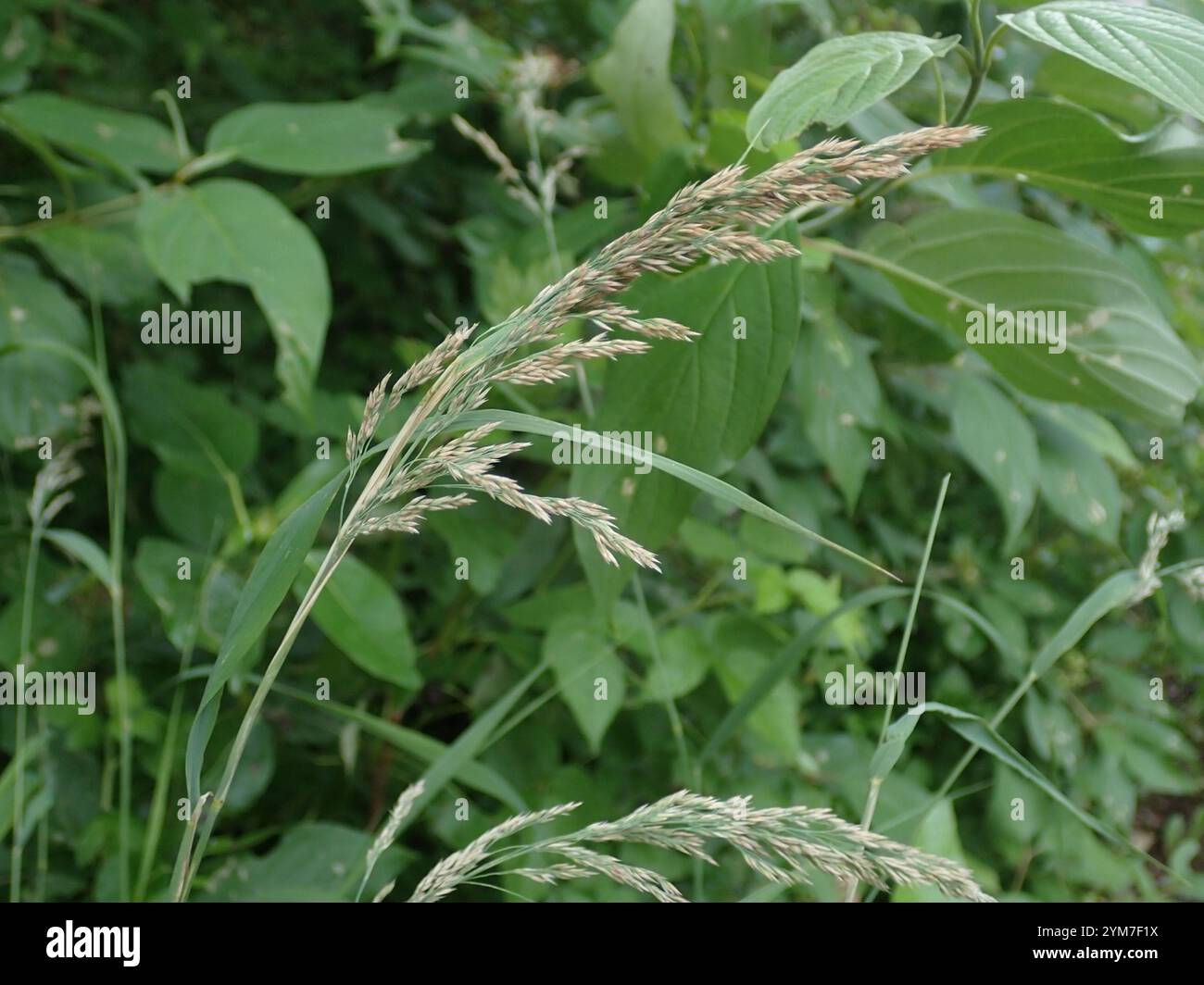 canadian bluejoint (Calamagrostis canadensis Stock Photo - Alamy